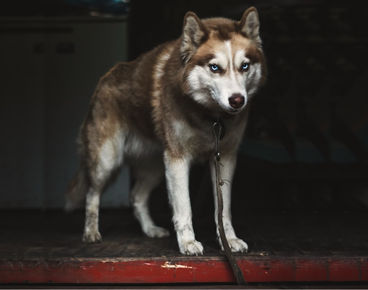 23 Dog Breeds Banned In India, In Year 2024 - HubPages