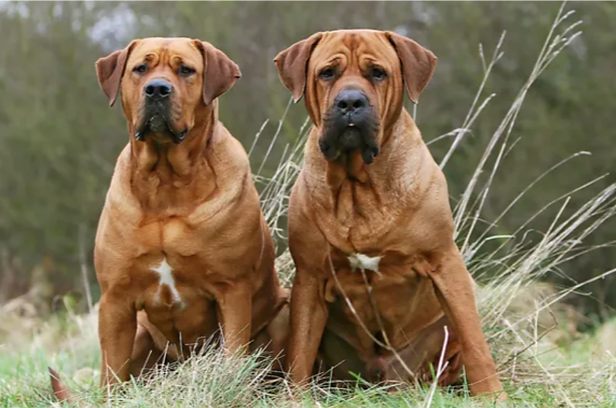 23 Dog Breeds Banned In India, In Year 2024 - HubPages