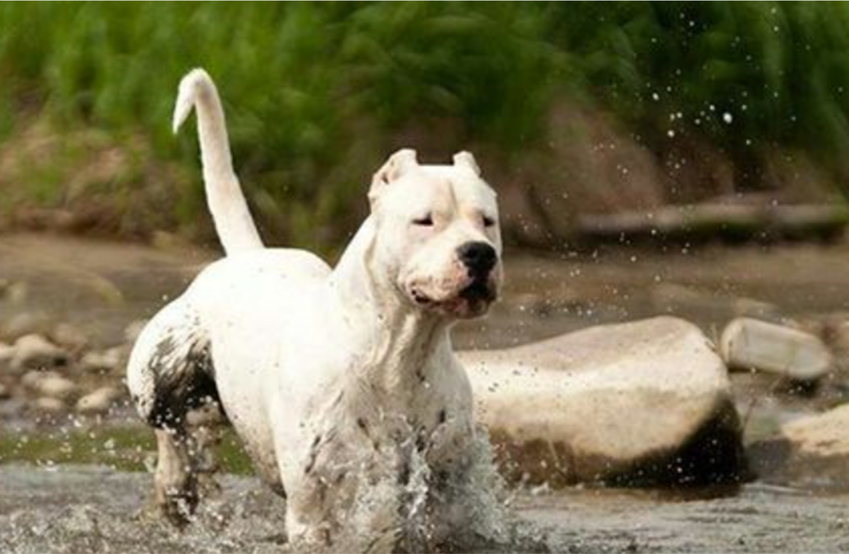 23 Dog Breeds Banned In India, In Year 2024 - HubPages