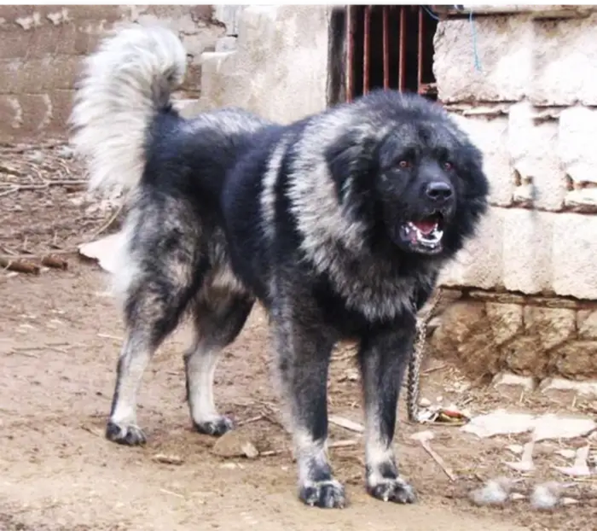 23 Dog Breeds Banned In India, In Year 2024 - HubPages