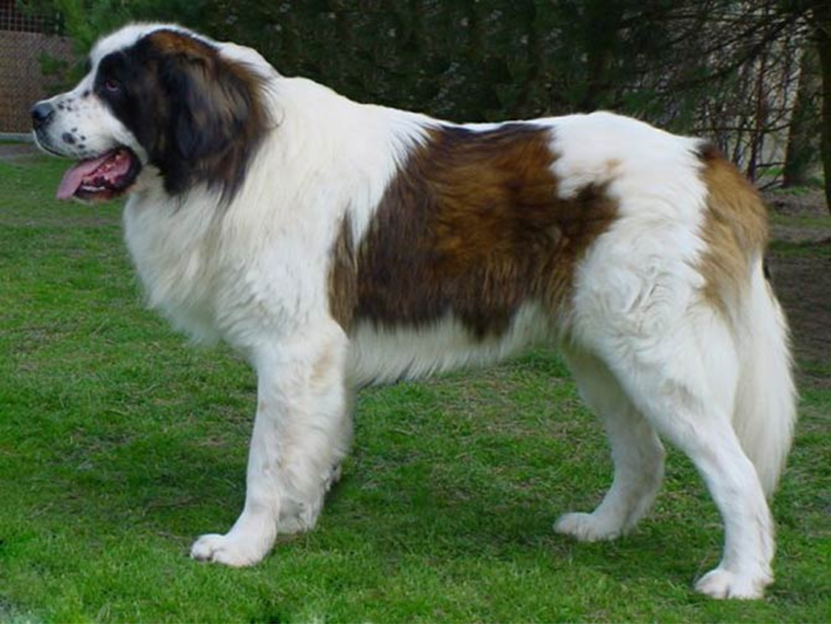 23 Dog Breeds Banned In India, In Year 2024 - HubPages