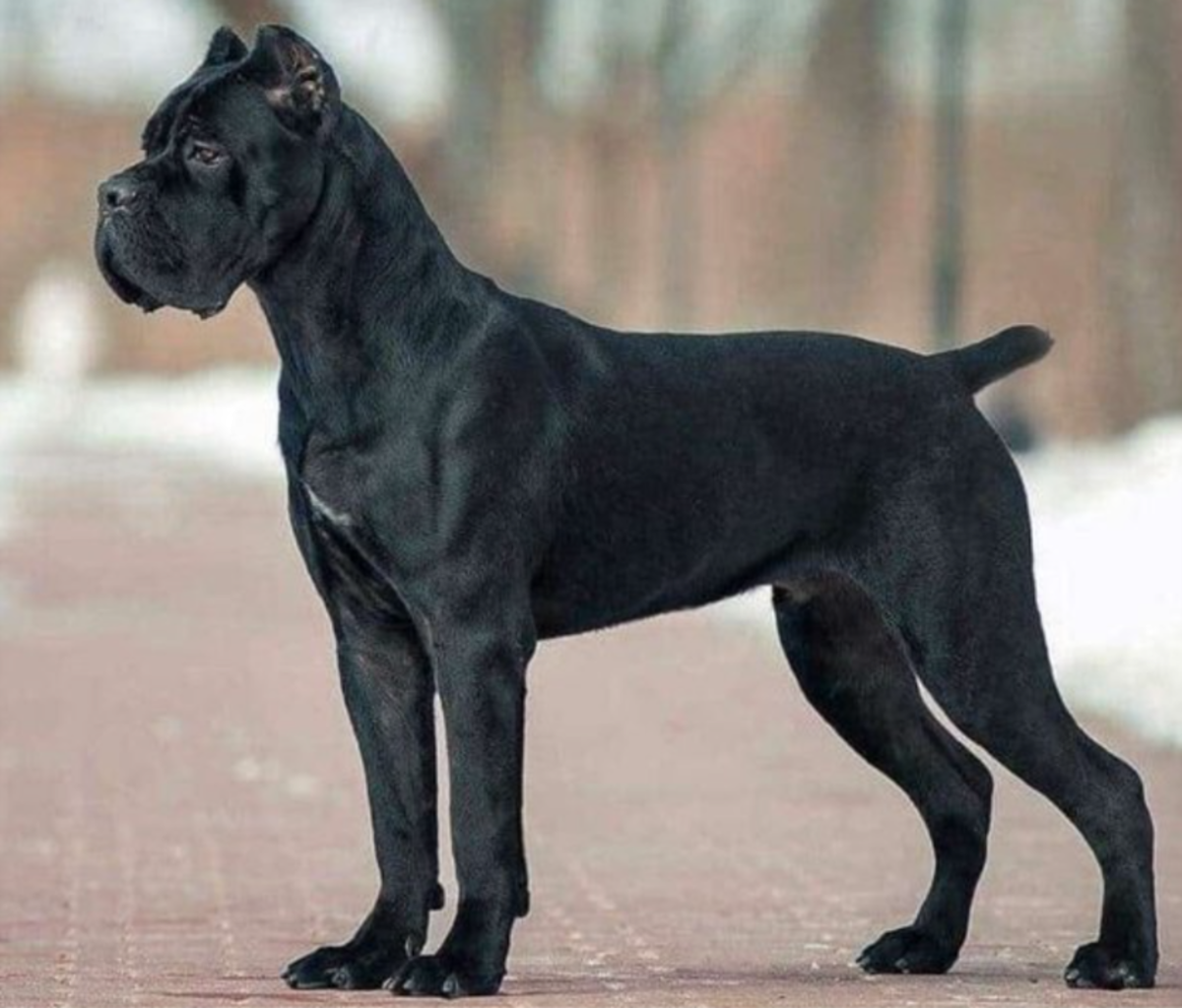 23 Dog Breeds Banned In India, In Year 2024 - HubPages