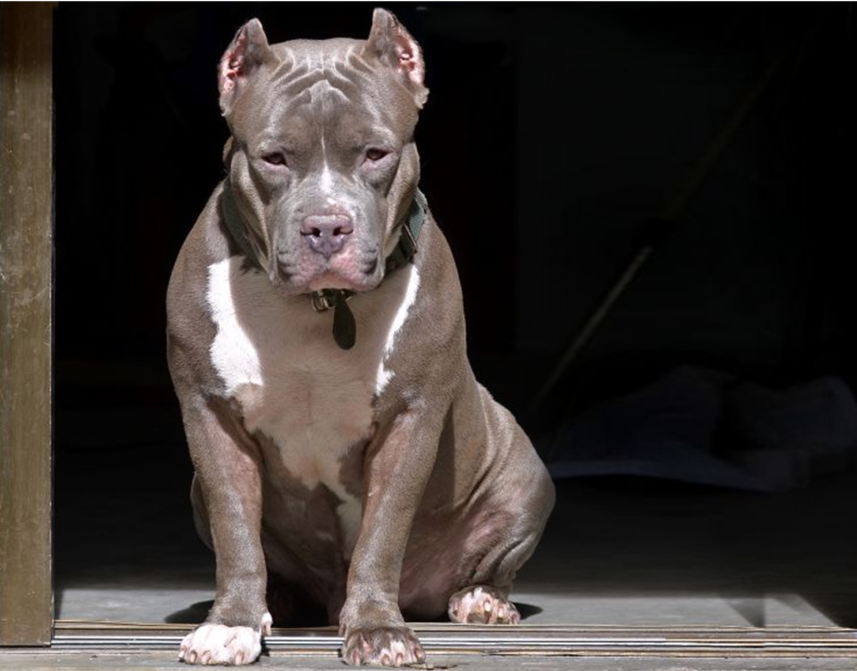 23 Dog Breeds Banned In India, In Year 2024 - HubPages