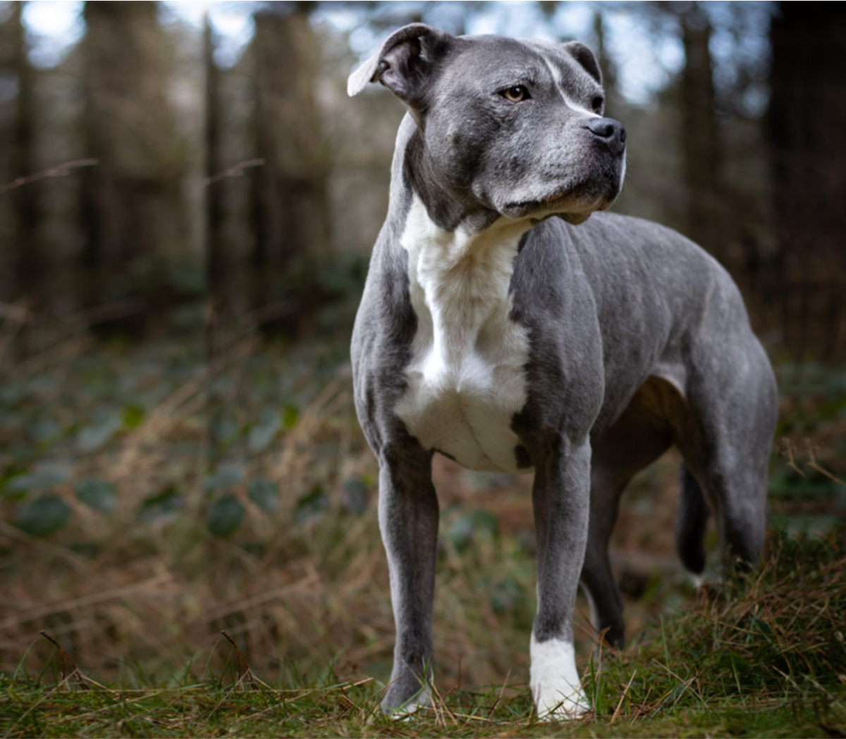 23 Dog Breeds Banned In India, In Year 2024 - HubPages