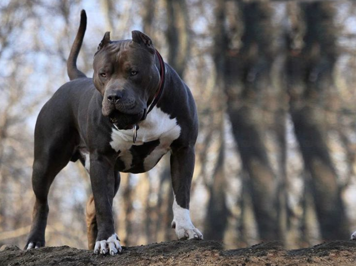 23 Dog Breeds Banned In India, In Year 2024 - HubPages