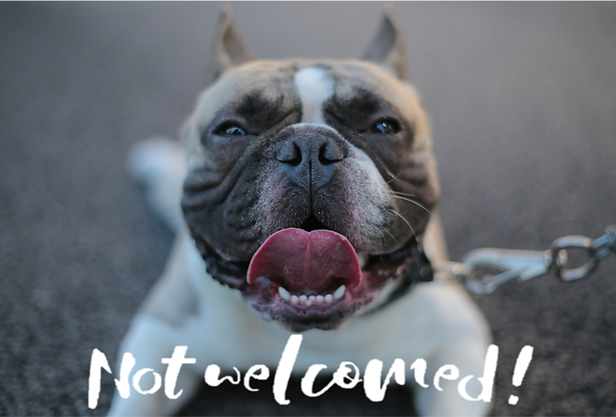 23 Dog Breeds Banned In India, In Year 2024 - HubPages