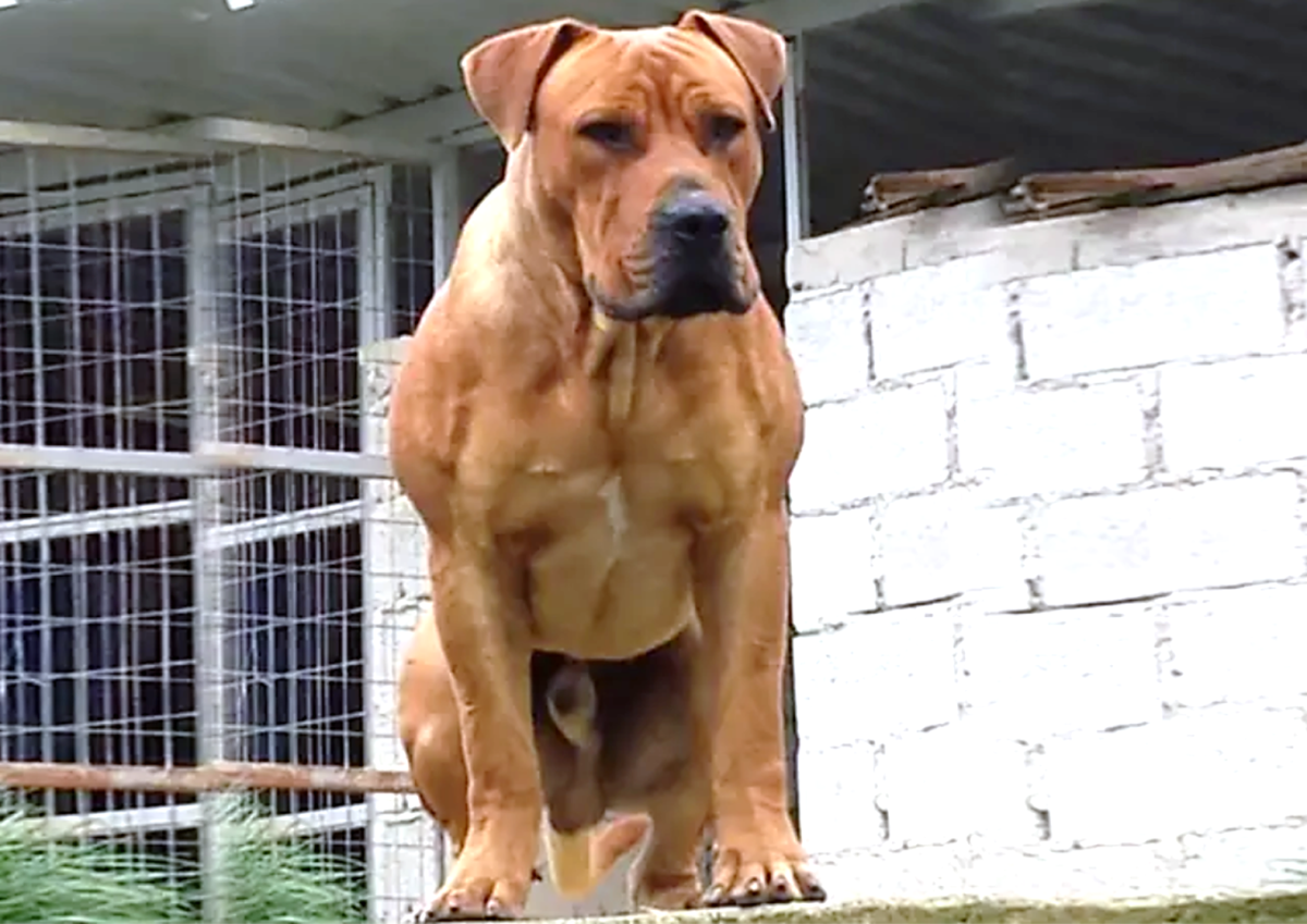 23 Dog Breeds Banned In India, In Year 2024 - HubPages