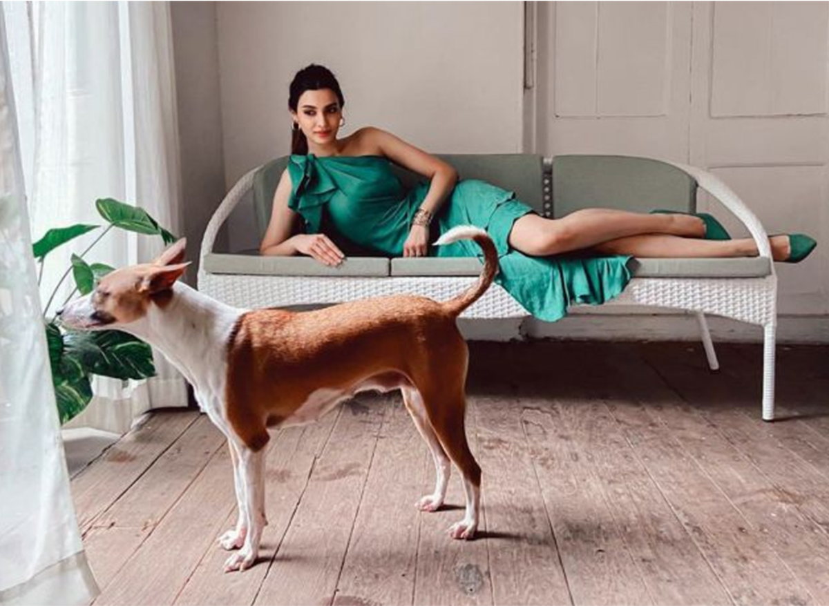 15 Indian Bollywood Celebs Who Adopted Indie Dog (Desi Kutta) - HubPages