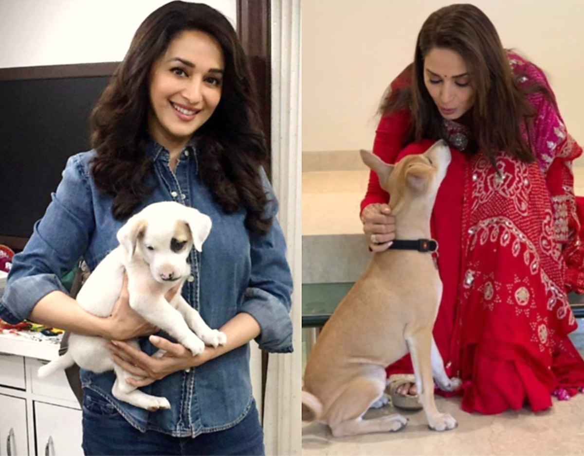 15 Indian Bollywood Celebs Who Adopted Indie Dog (Desi Kutta) - HubPages