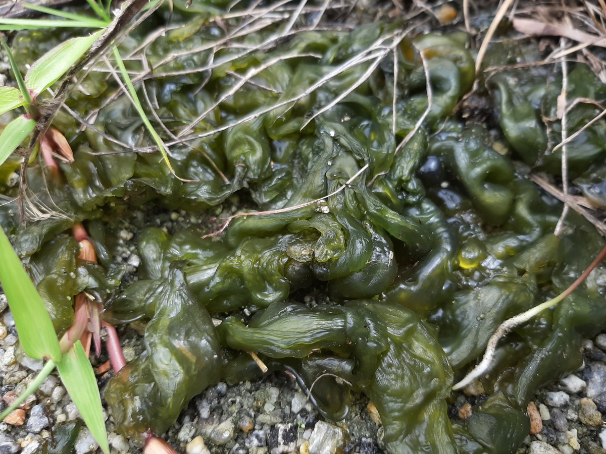 Star Jelly: Nature’s Real Blob - HubPages