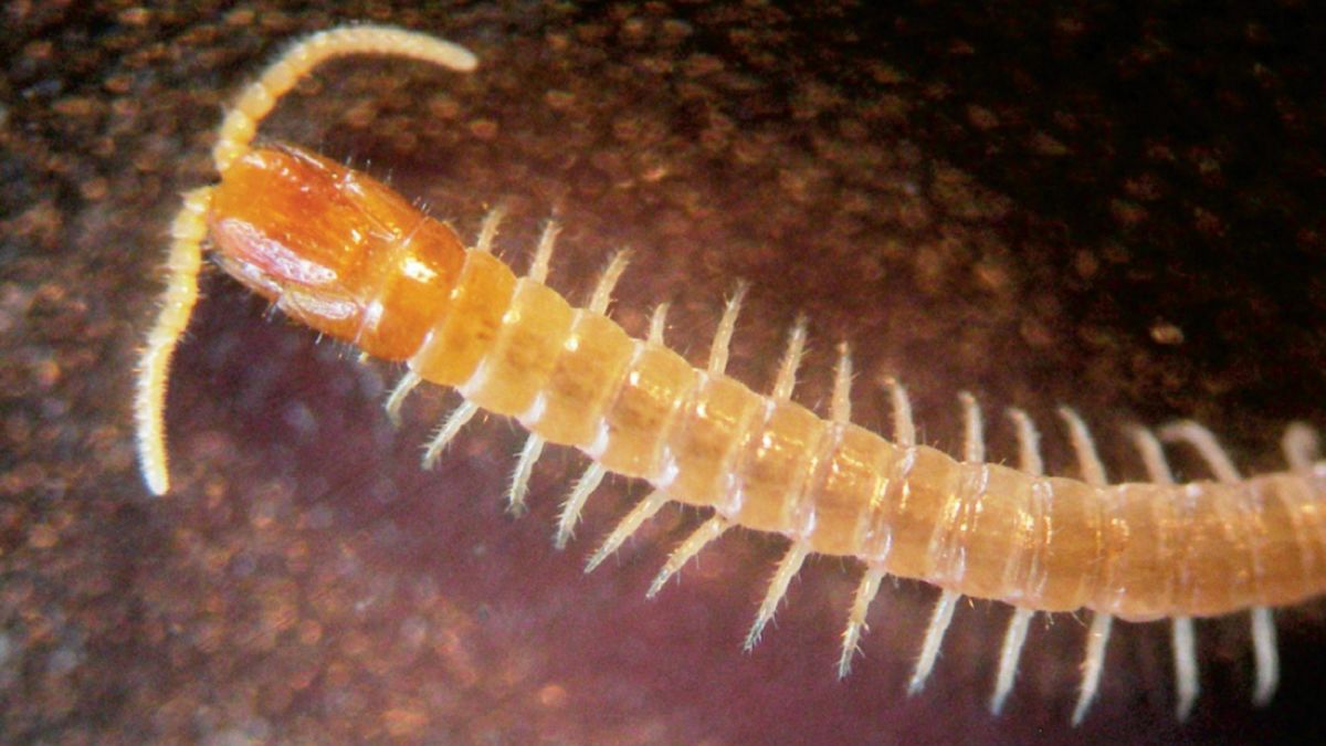 Types of Hawaiian Centipedes & How to Get Rid of the Big Ones - HubPages