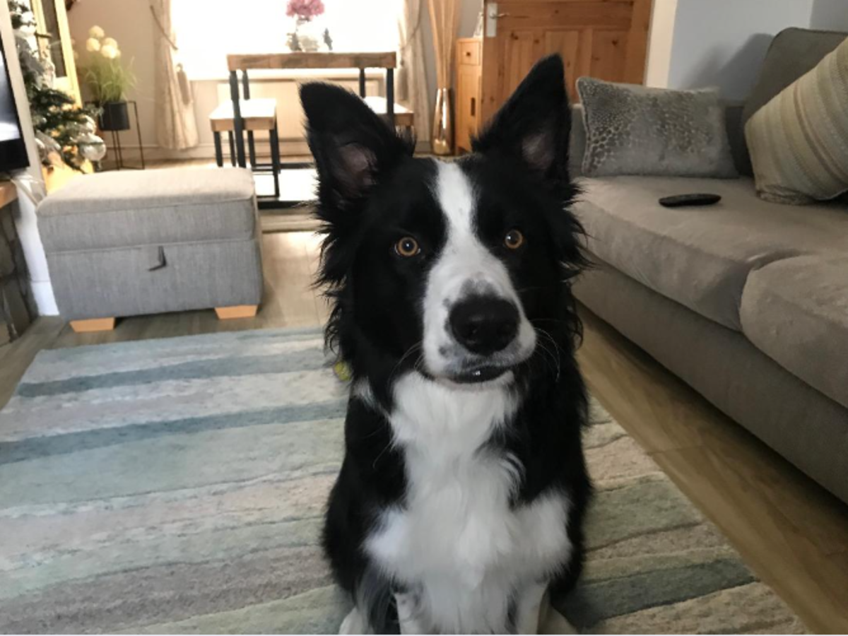 Help! My Dog Growls and Jumps on People During Walks - HubPages