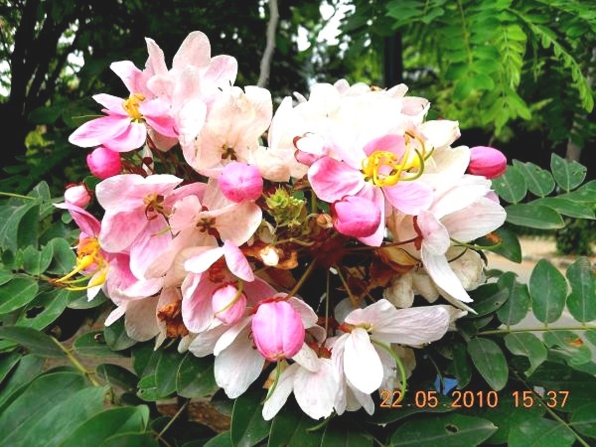 The Spring Rain - Natures True Colors (a Poem) - HubPages