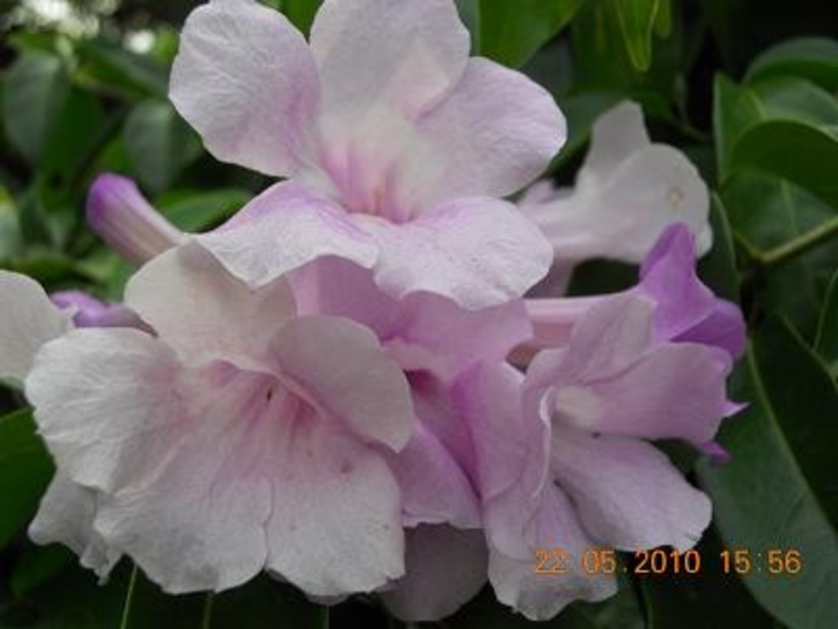 The Spring Rain - Natures True Colors (a Poem) - HubPages