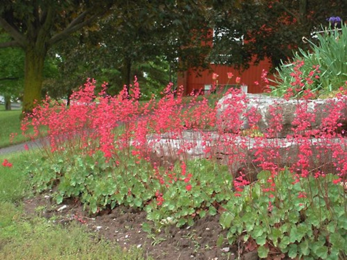 The Spring Rain - Natures True Colors (a Poem) - HubPages