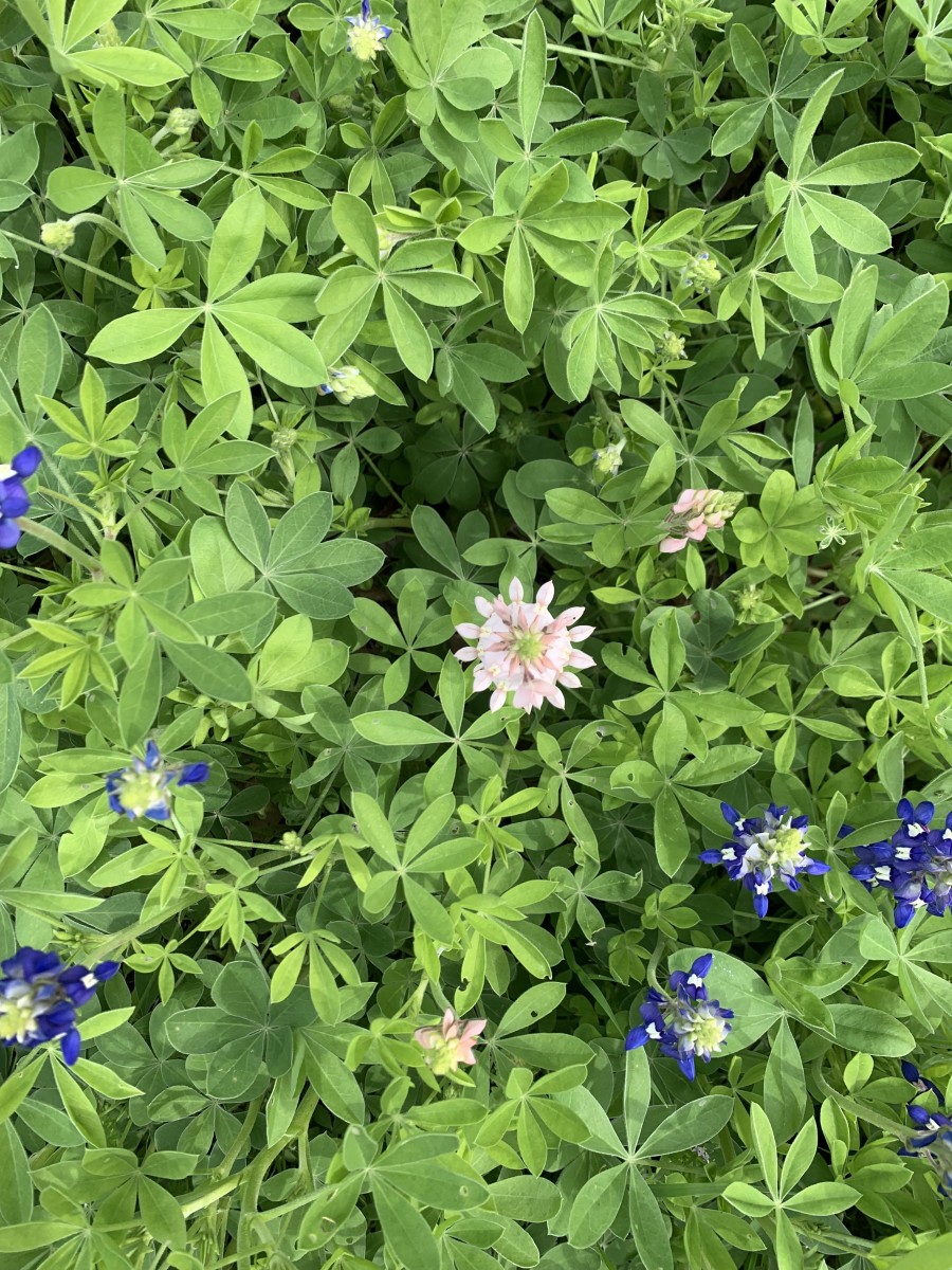 Bluebonnets - The State Flower of Texas - HubPages