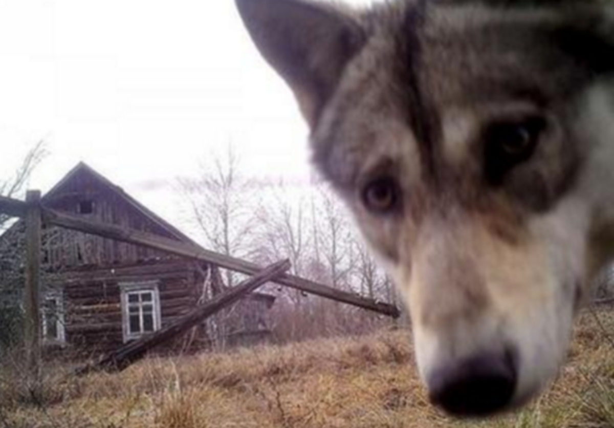 Radiation and Evolution: The Story of Chernobyl's Mutant Wildlife ...