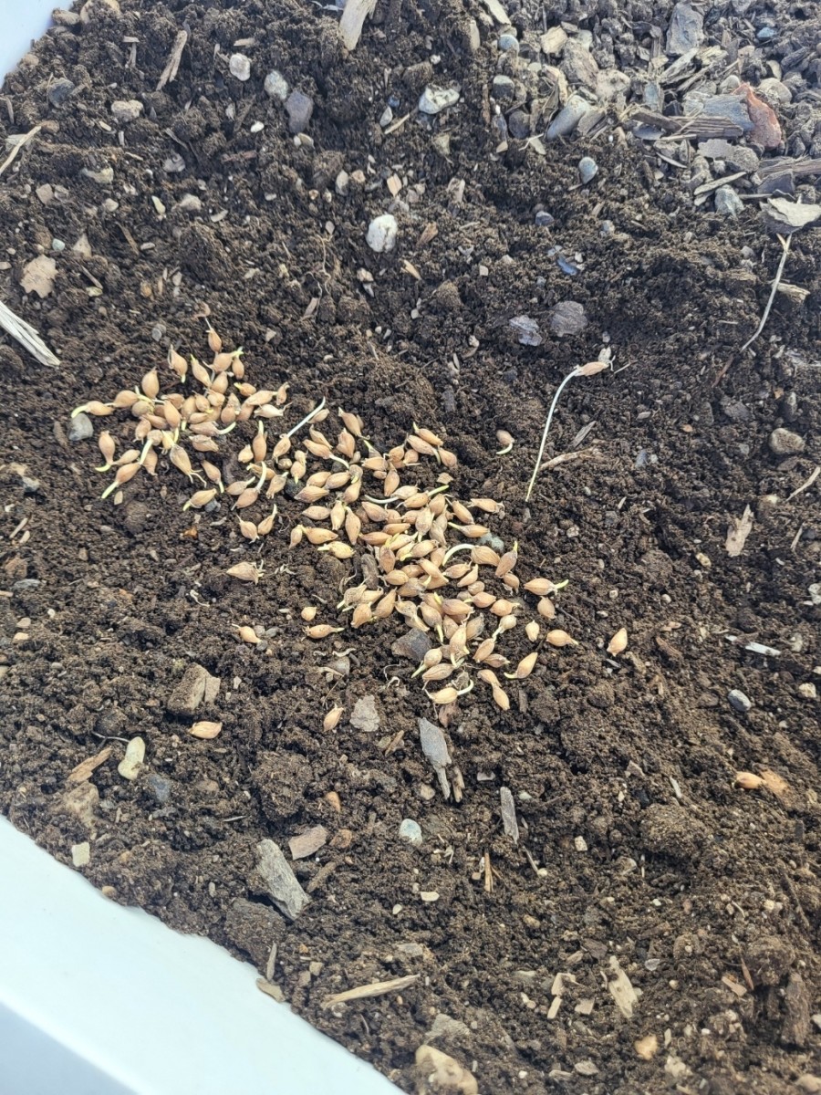 How to Grow Garlic from Seed (Bulbils) - HubPages