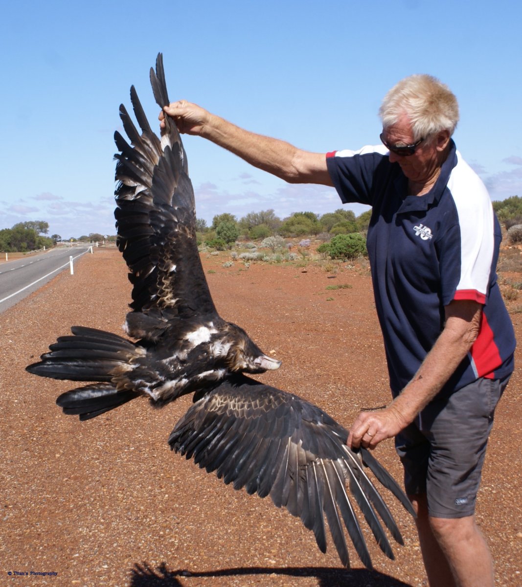 Facts and Photos of Australia’s Largest Bird of Prey–the Wedge-Tailed ...