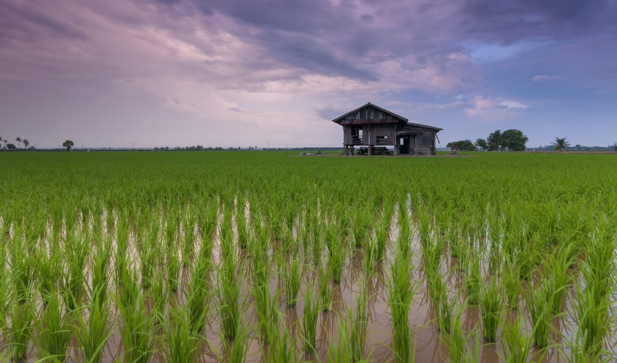 Facts About the Rice Plant: History, Description, Uses and Health ...