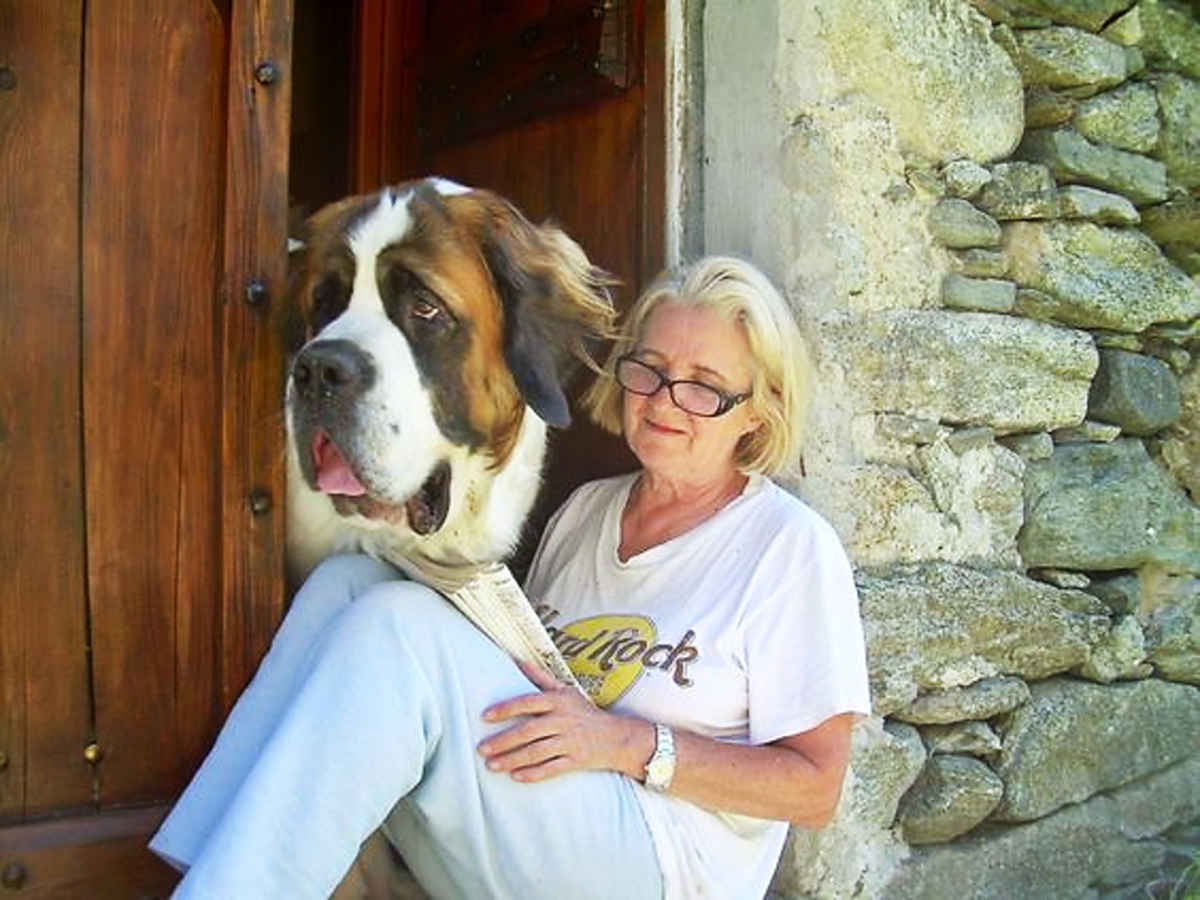 11 Best Service Dogs To Assist People With Physical Disabilities - HubPages