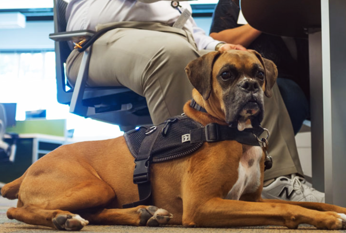 11 Best Service Dogs To Assist People With Physical Disabilities - HubPages
