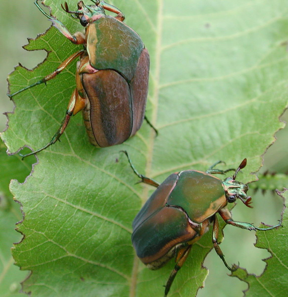 Visiting an Old Friend, the June-bug - HubPages