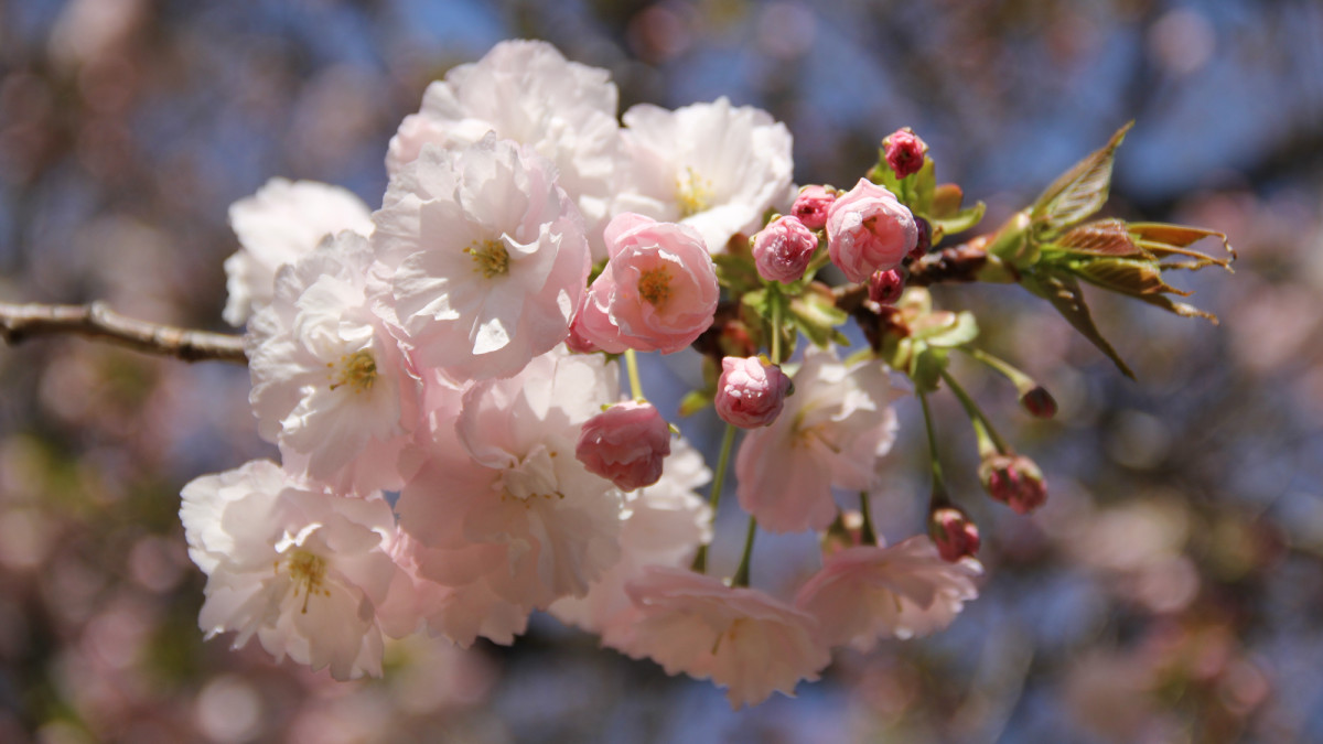 30 Flowers and Their Meanings With Pictures - Dengarden