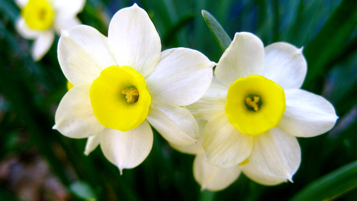 30 Flowers and Their Meanings With Pictures - Dengarden