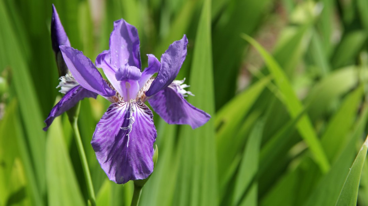 30 Flowers and Their Meanings With Pictures - Dengarden