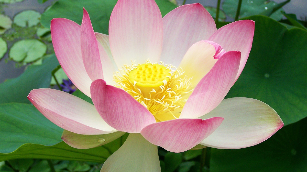 30 Flowers and Their Meanings With Pictures - Dengarden