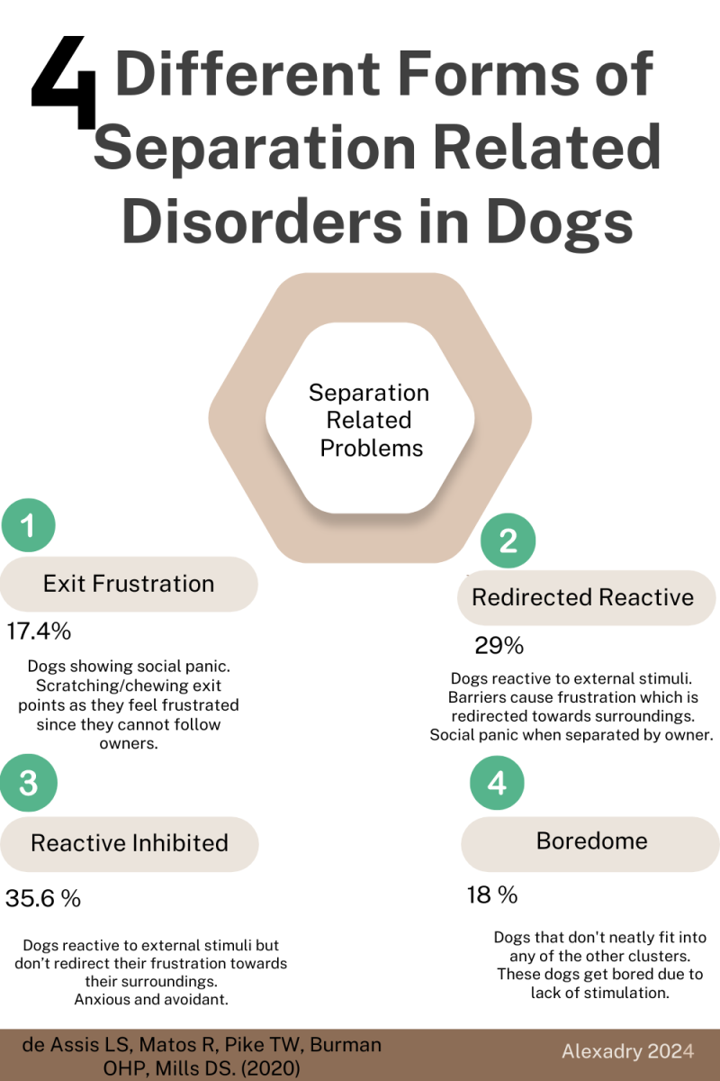 Does My Dog Have Separation Anxiety? 3 Ways to Find Out - HubPages