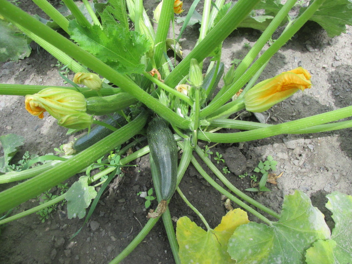 Zucchini Flowers & Zucchini With Pasta - HubPages