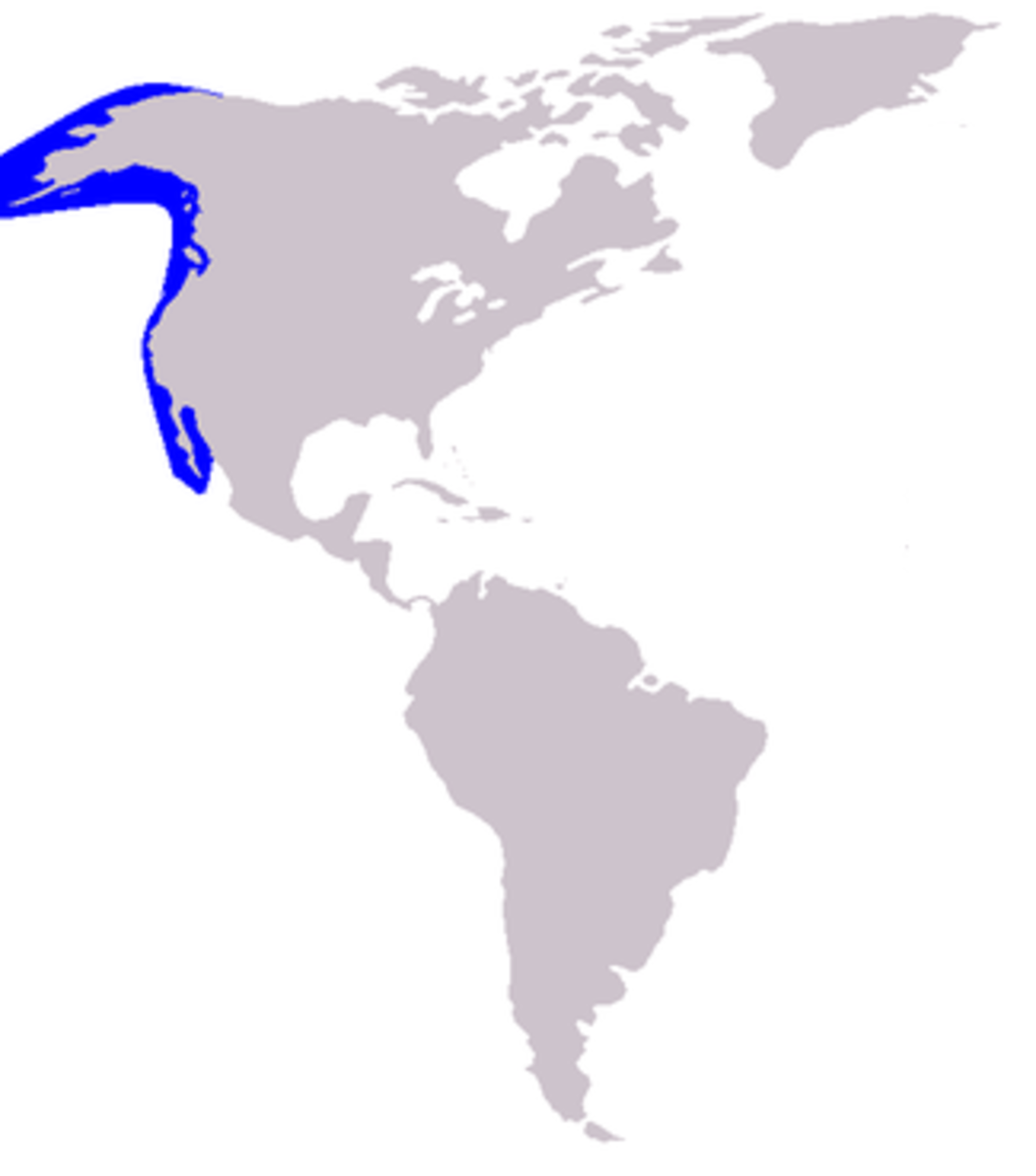 Migration of the Gray Whale - HubPages