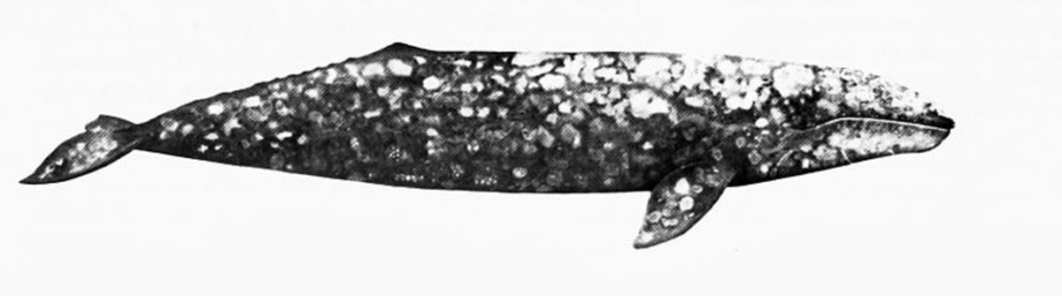 Migration of the Gray Whale - HubPages