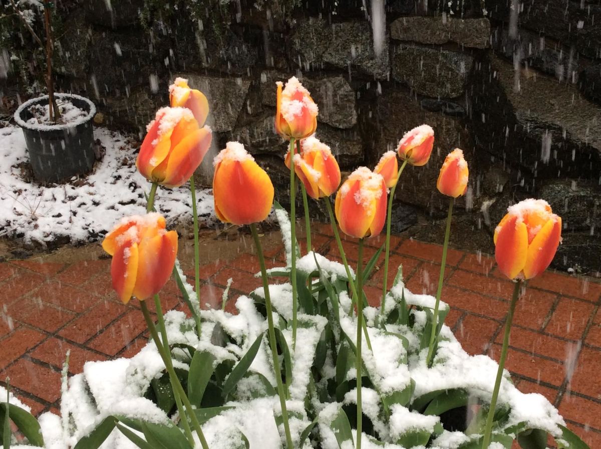 Twelve Days of Tulips: Buds, Blooms and Beyond - HubPages