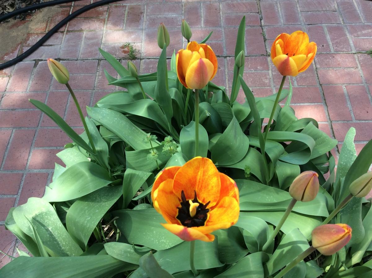 Twelve Days of Tulips: Buds, Blooms and Beyond - HubPages
