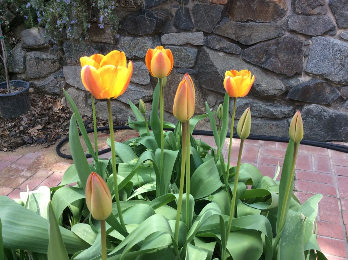 Twelve Days of Tulips: Buds, Blooms and Beyond - HubPages