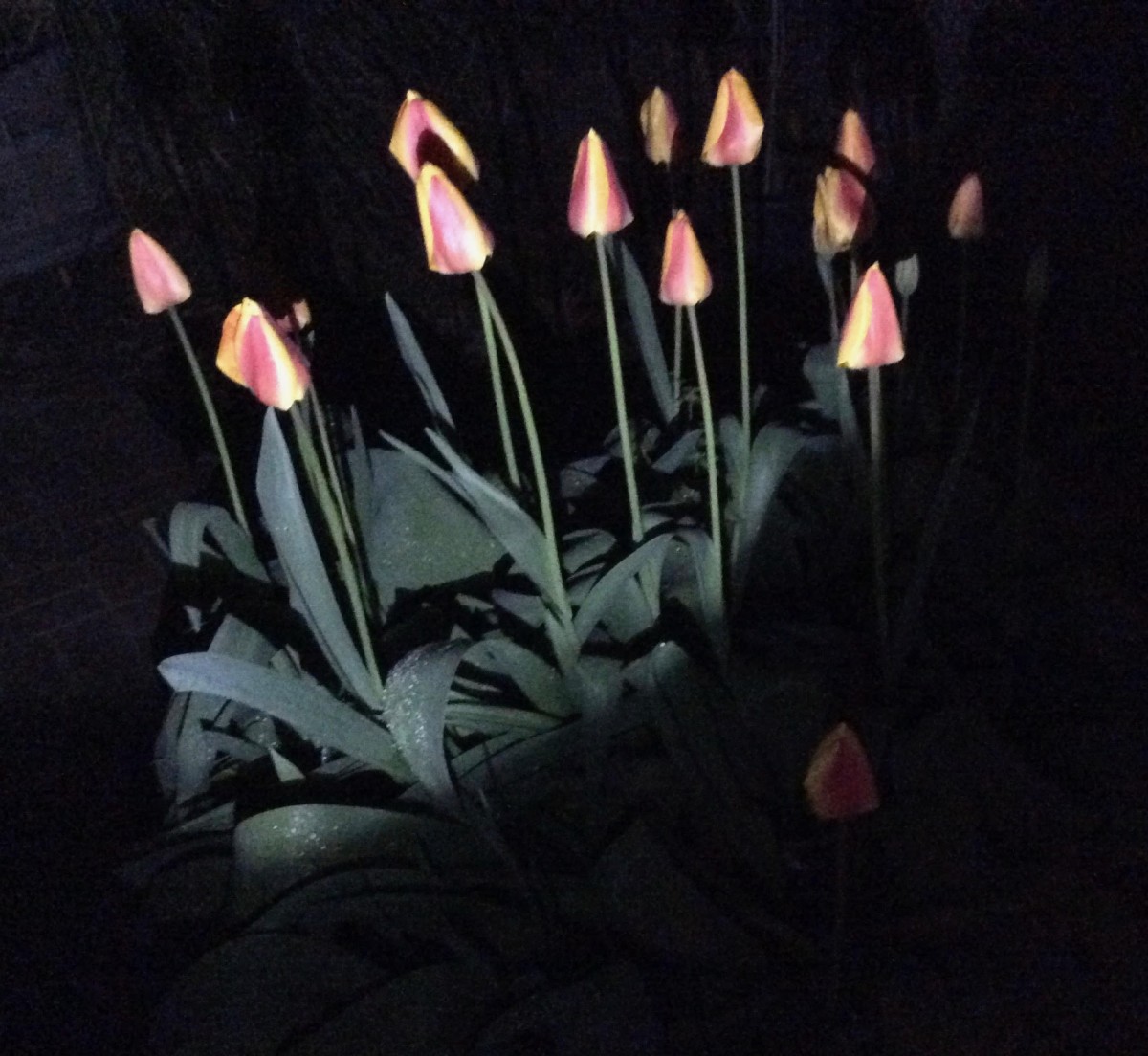 Twelve Days of Tulips: Buds, Blooms and Beyond - HubPages