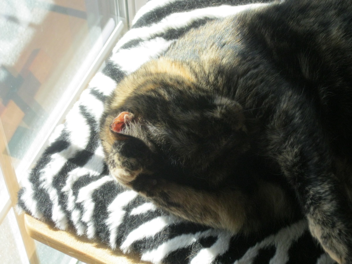 Animal Adoption-Children's Bedtime Story, Ruby The Cat Gets Adopted ...