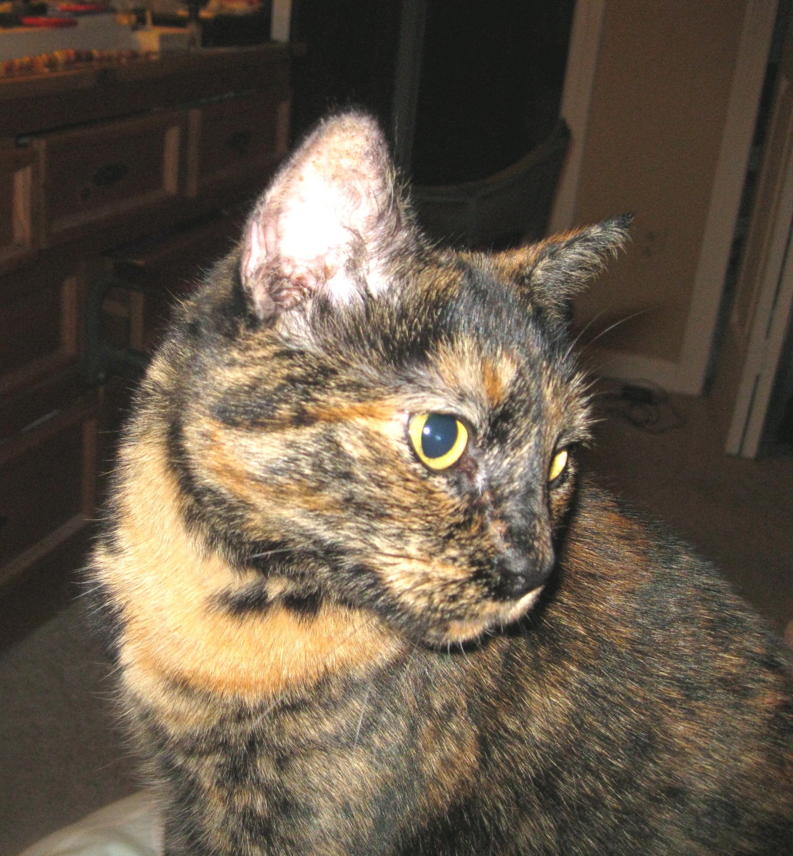 Animal Adoption-Children's Bedtime Story, Ruby The Cat Gets Adopted ...