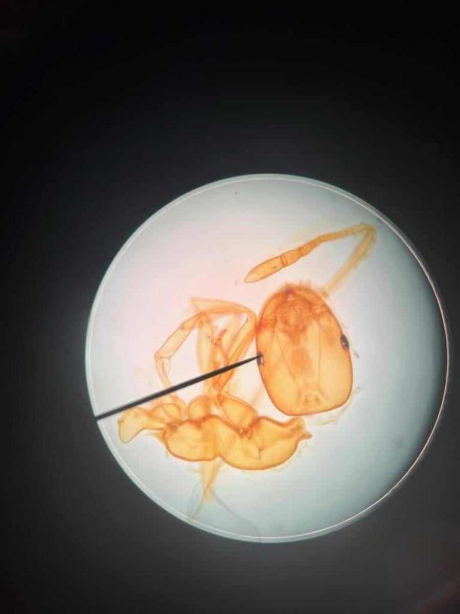 Singing and Social Insects STEM Lesson Plan for Middle School Biology ...