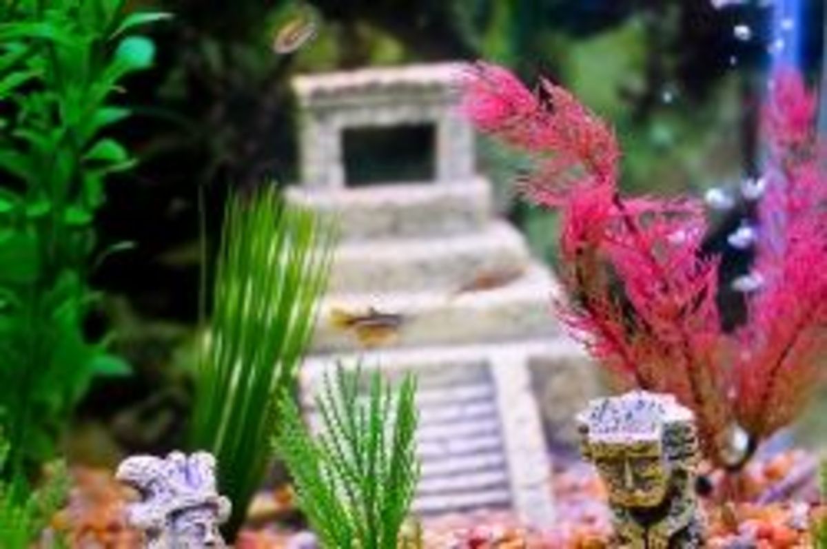 Betta Fish Tanks - HubPages