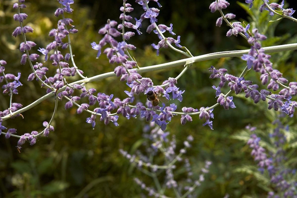 What's the Best Sage for Your Garden? - HubPages