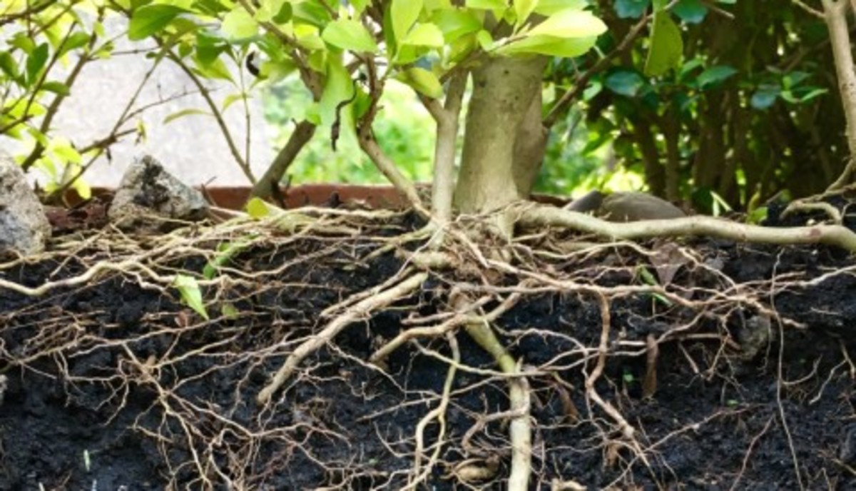 Do Not Allow Root of Bitterness to Spring up in You - HubPages