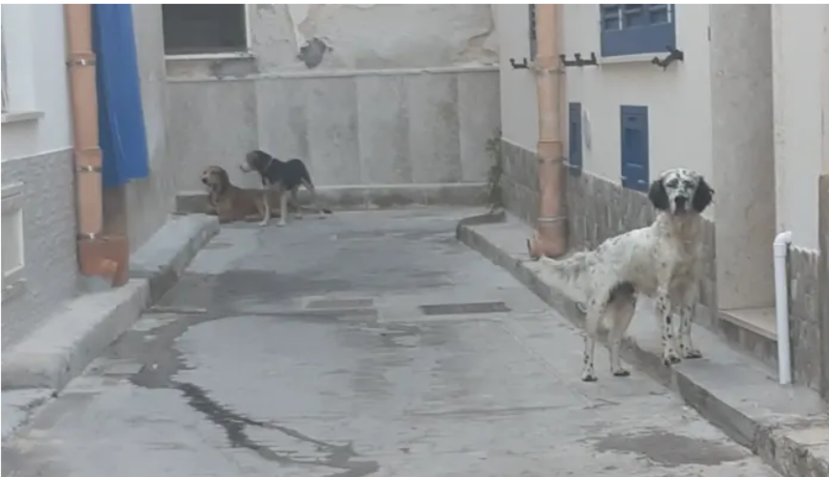 Help, My Dog Will Only Pee and Poop on a Walk! - HubPages