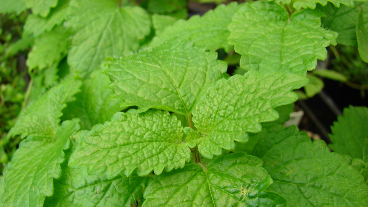 9 Perennial Herbs for Zones 5 and Higher - Dengarden