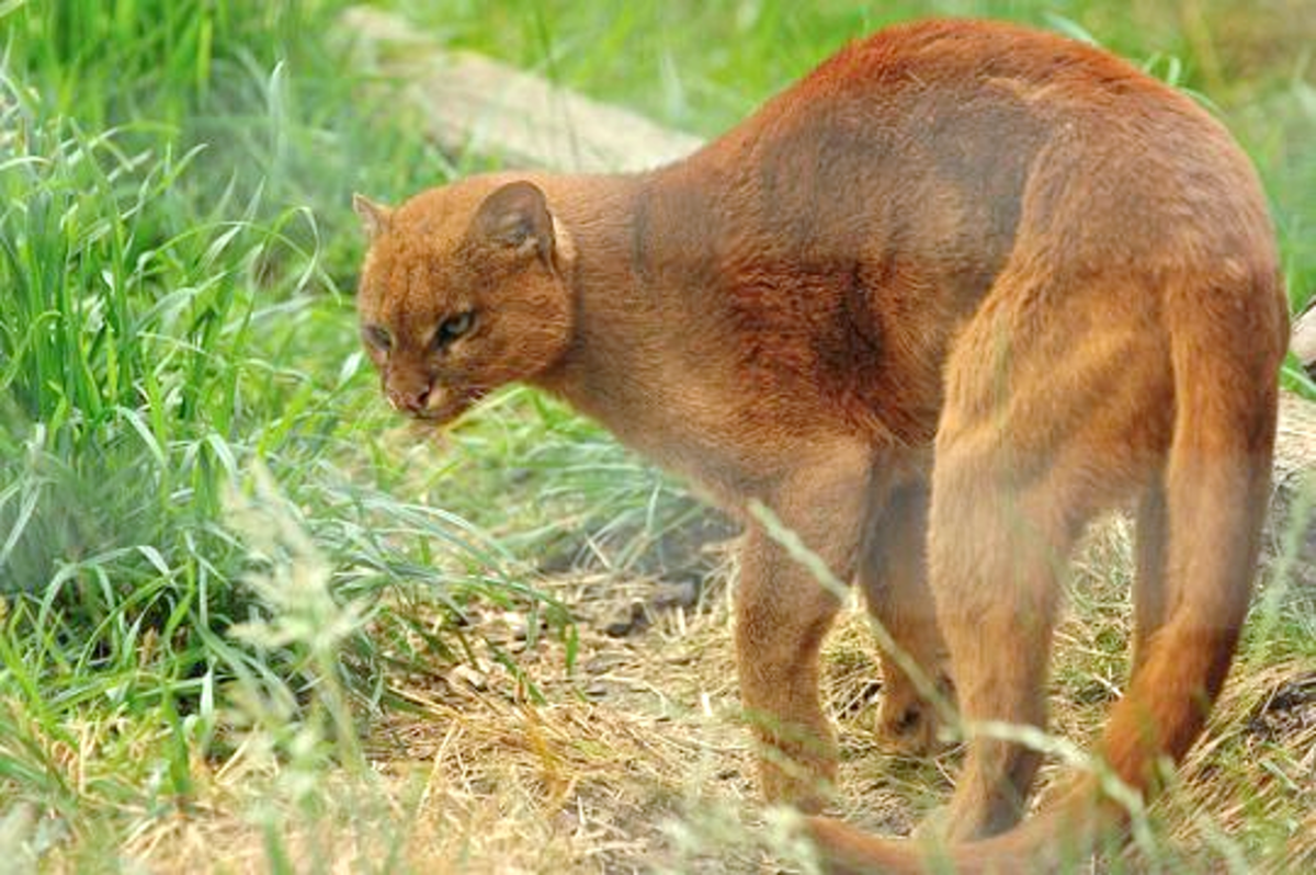 15 Most Endangered Small Cat Breeds That May Go Extinct - HubPages