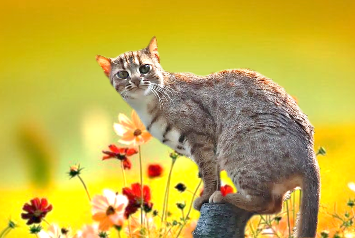 15 Most Endangered Small Cat Breeds That May Go Extinct - HubPages