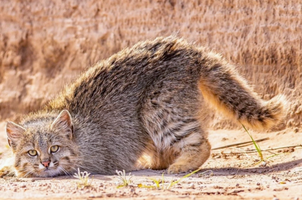 15 Most Endangered Small Cat Breeds That May Go Extinct - HubPages
